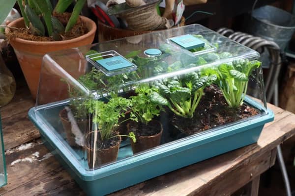 Growing - Mango Moon