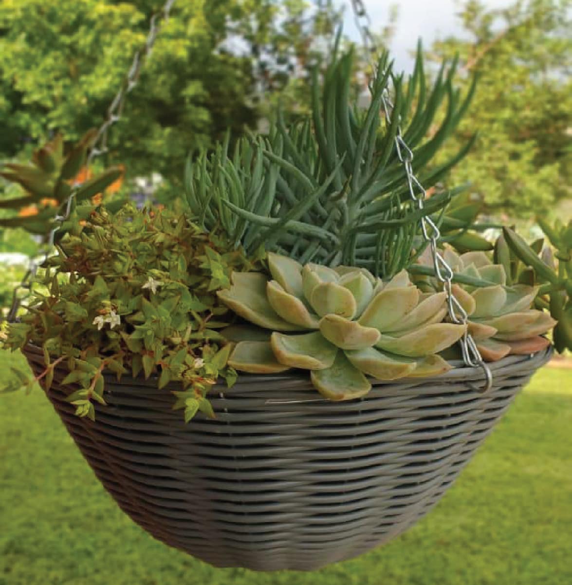 Hanging Baskets - Mango Moon